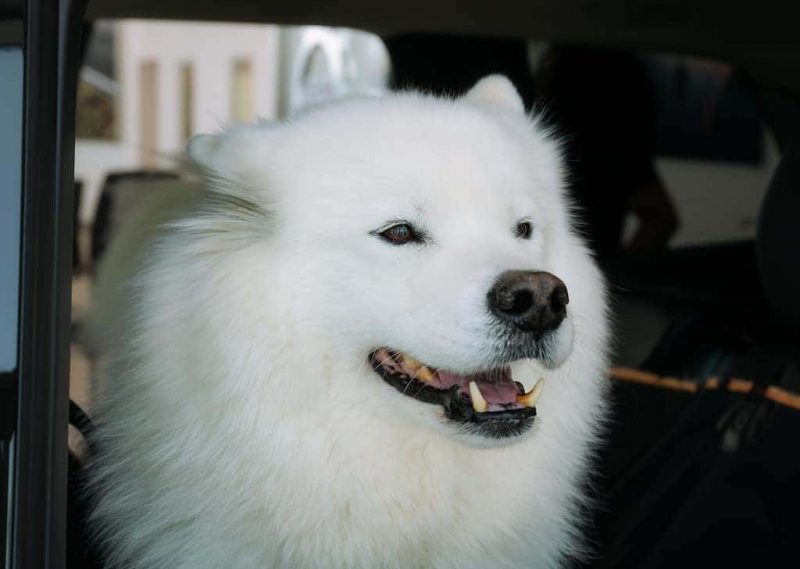 Things to do with your pup for this year’s National Dog Day - Volvo ...